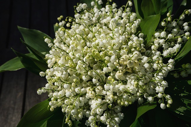 Pourquoi célèbre-t-on la Fête du travail et offre-t-on du muguet le 1er ...